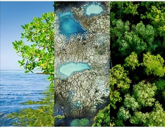 "Carbon" is also divided into different colors?Come and update your ...