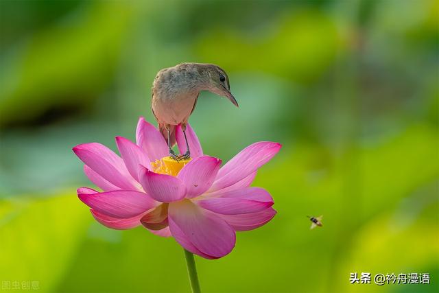 Beautiful encounter between lotus and birds - iNEWS