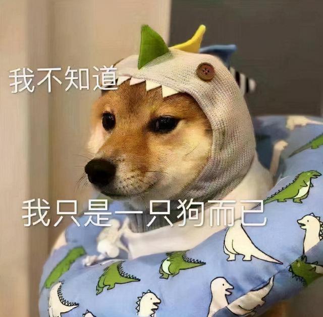 "Wang Wang Wang"!Do you know what the different barking sounds of a dog ...