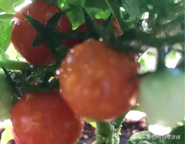 I don't want to write down and sigh the red dust, I only want to be ...