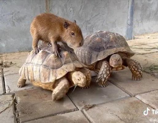 Surprised to see a little capybara walking on the back of a turtle ...