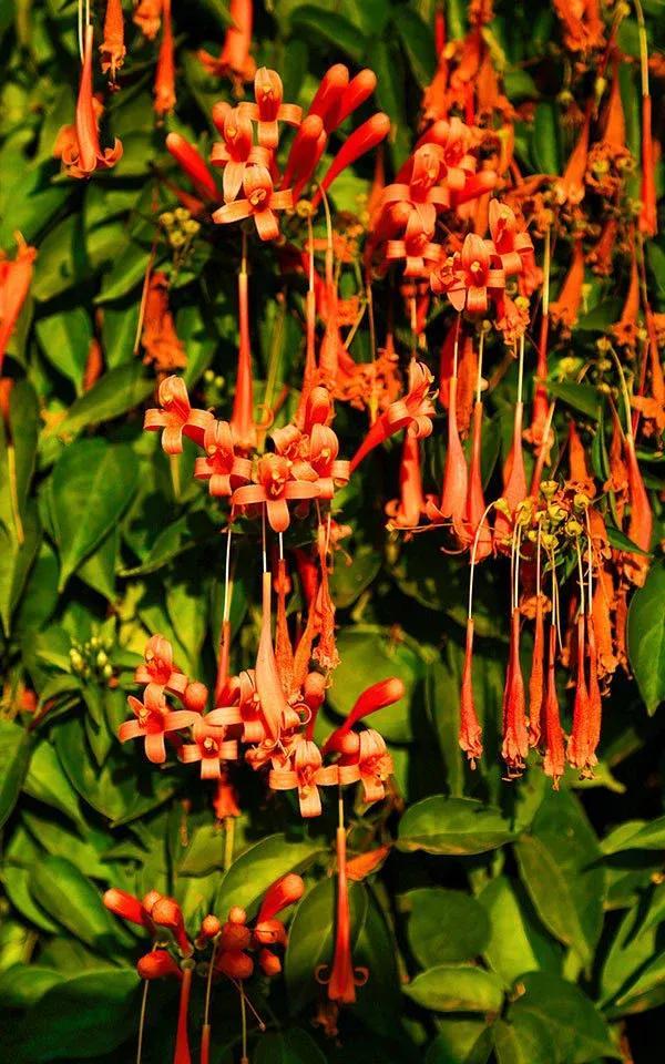 The firecrackers blooming enthusiastically bring us a prosperous ...