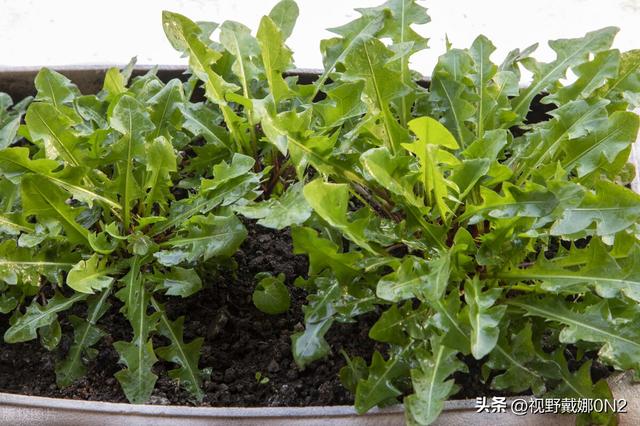 Wild Vegetables for Spring Eclipse (1) - iNEWS