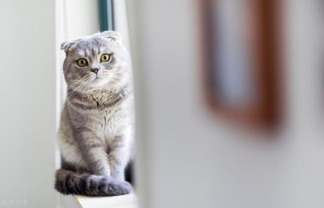 Novice cat!Year-round maintenance schedule to harvest healthy kittens ...