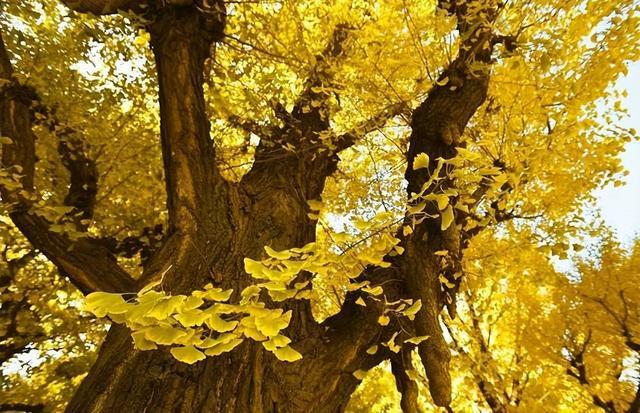 Why is the ginkgo tree an endangered species? Gene sequencing tells you ...