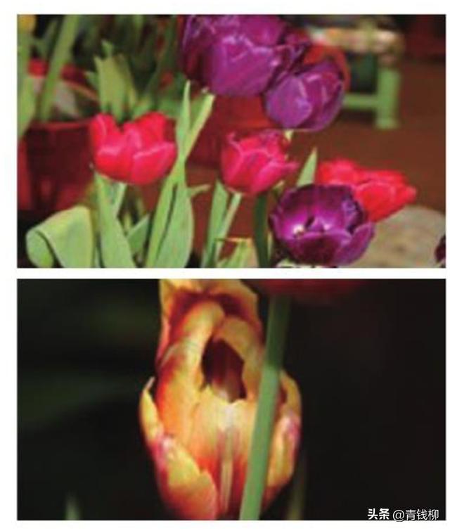 Tulip Cultivation and Management of Family Cultivation and Viewing ...