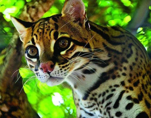 Cats: "Enduring": The Most Advanced Predator on Earth - iNEWS