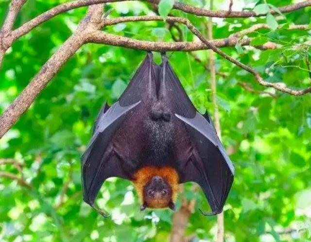 Are bats transformed from mice? - iNEWS