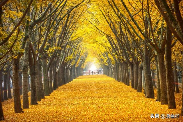 A day trip to Xuzhou, come to Pizhou port to see ginkgo, where "the ...