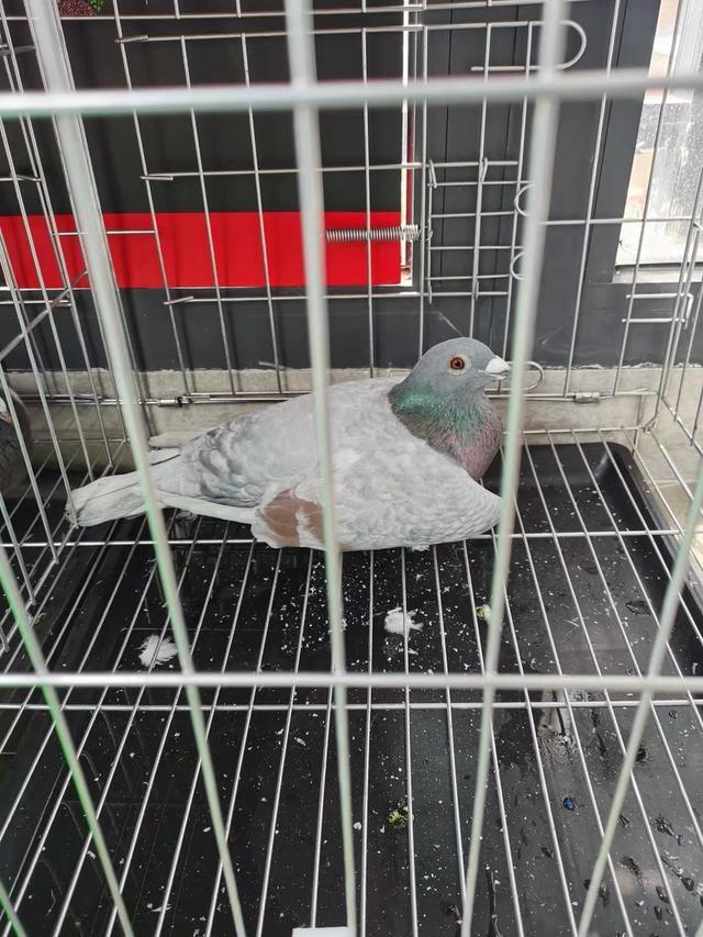 How to choose fast pigeons? - iNEWS