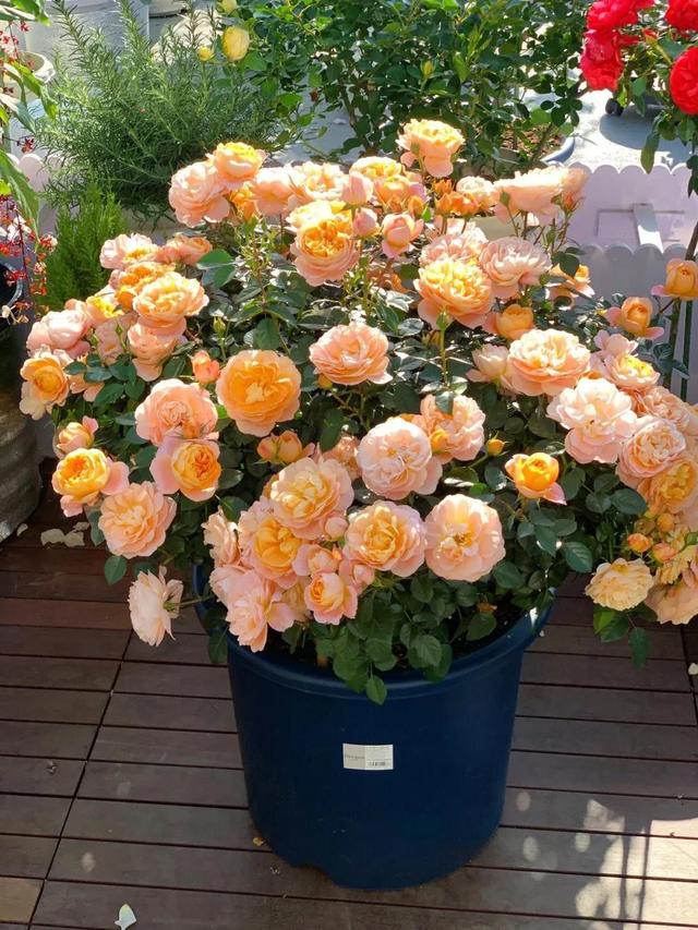 Old people often say that roses cannot be placed in these two places ...