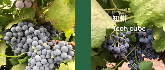 AI+ biology drives microbial pesticide design, and Lavie Bio applies ...