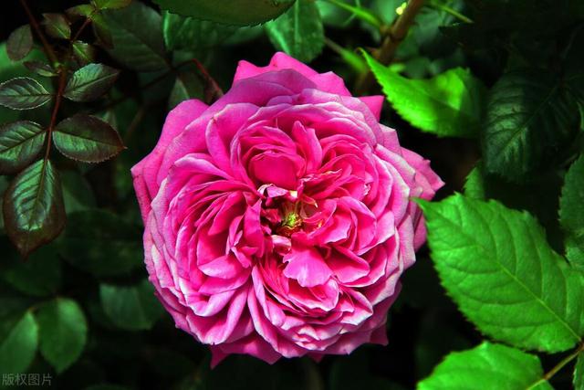 A poem - Nu Guanzi - iNEWS