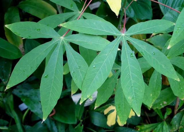 Cassava: a "poison" from the Euphorbiaceae family, the roots are eaten ...