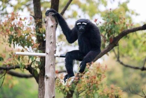 shocked! The arm length of the gibbon is twice the length of the leg ...