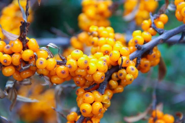 Watching the autumn colors of Zhangshui and visiting Jinxuan Wonderland ...