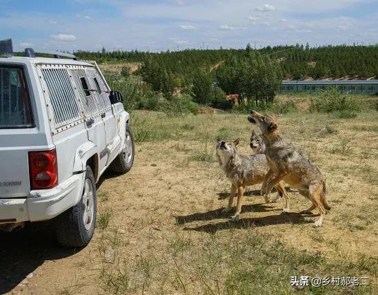 The car broke down in the wild and encountered wolves. Is it safe to ...