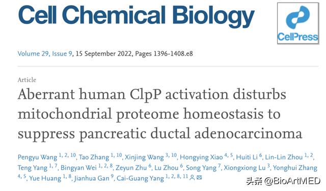 Mitochondrial ClpP agonists intervene in protein homeostasis and make ...