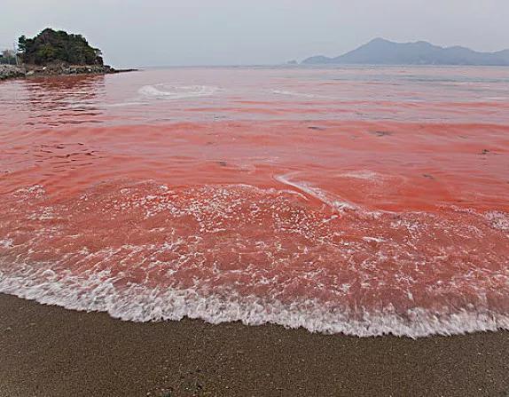 Terrible, can the Red Sea really become a new ocean? - iNEWS