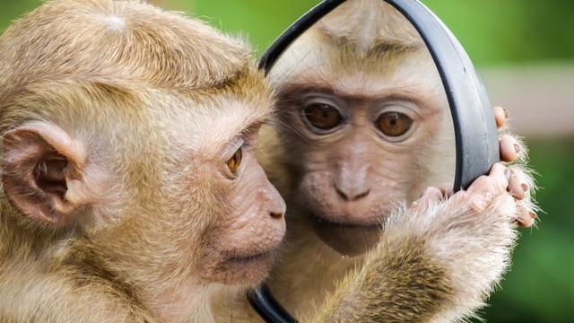 Monkey eyesight successfully restored! Mice are 57% younger with a new breakthrough in ...
