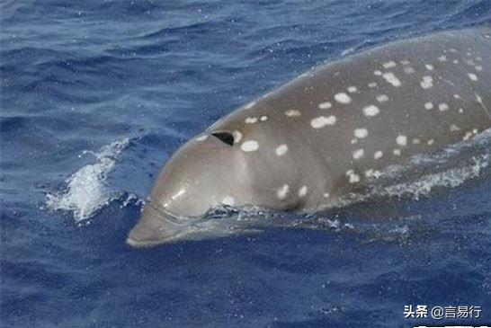 What are the five deepest diving animals? Cuvier's beaked whale first ...