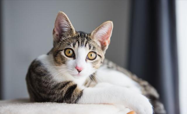 The 4 reactions of cats when they hear human meowing, which one is your ...