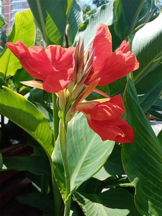 To help the canna survive the winter smoothly, you might as well try ...