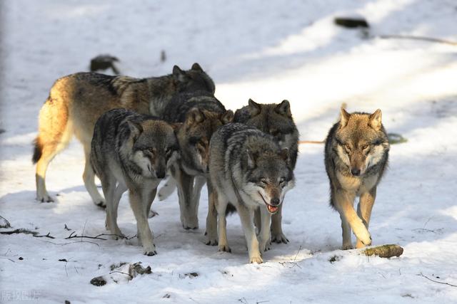 Three soldiers were besieged by a pack of wolves in the wild, and they ...
