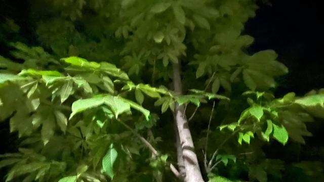 Nightstep puppet shoot the color of summer - iNEWS