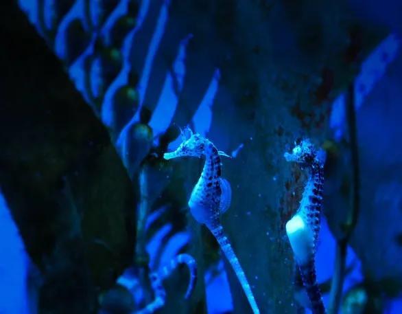 What exactly is the hippocampus effect?This déjà vu feels so scary - iNEWS