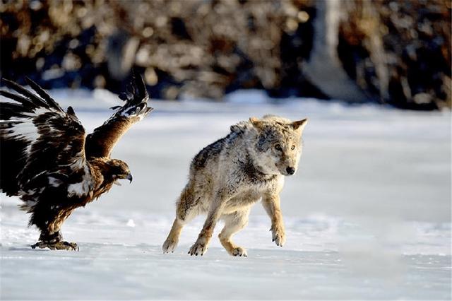 The golden eagle captured a wolf cub, and the male wolf brought food to ...