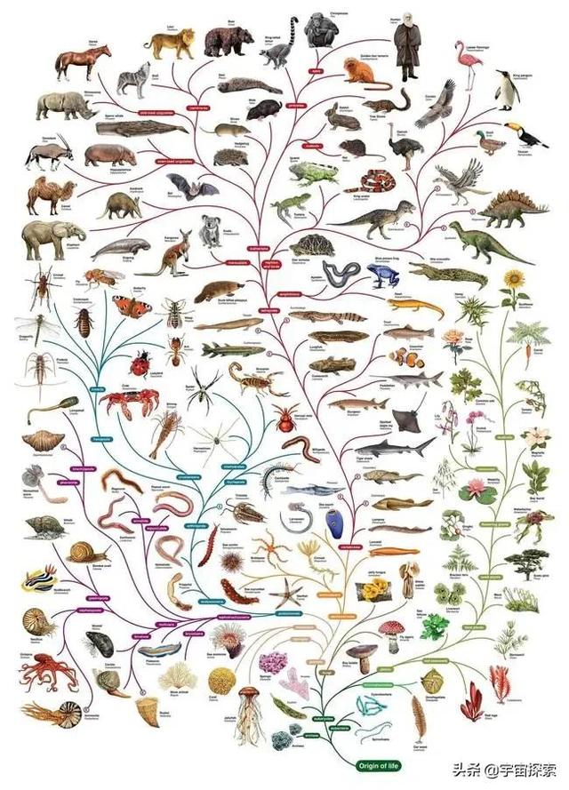 How was the first man born?Where do humans come from? - iNEWS
