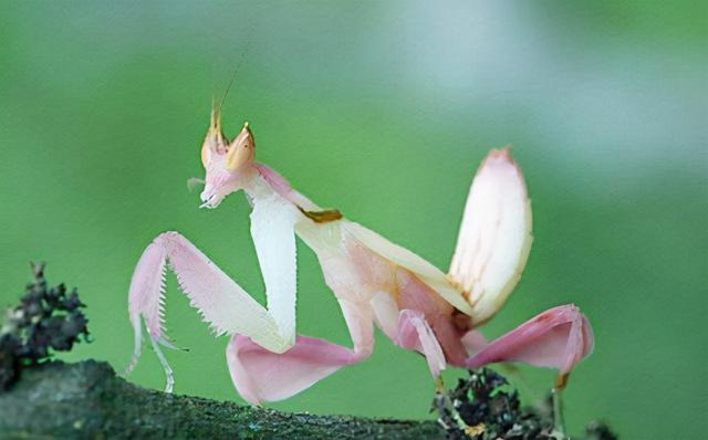 The most beautiful mantis in the world-orchid mantis - iNEWS