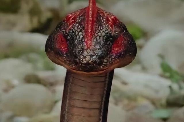 Does the pheasant-neck snake in the Tomb Raiders Notes really exist ...