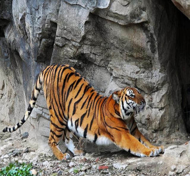 The South China tiger raised in Africa 17 years ago has been breeding ...
