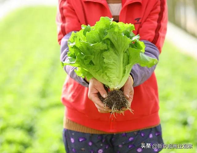 A large number of new spring vegetables are launched, Yonghui ...
