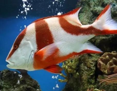 limericks: fish do not worry - iNEWS