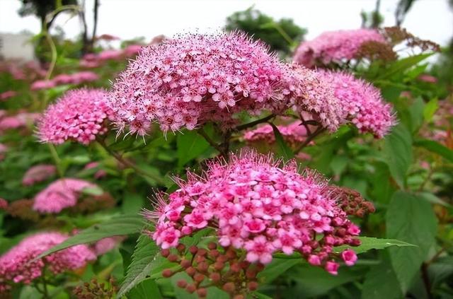 The pink spirea native to China, why do you want to call it "Japanese ...