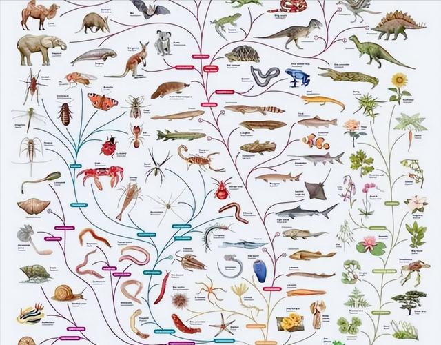 After it is confirmed that "human beings evolved from fish", are we ...