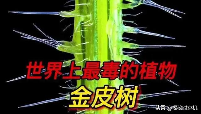 In 1941, a US soldier released his hand to wipe his butt with leaves ...