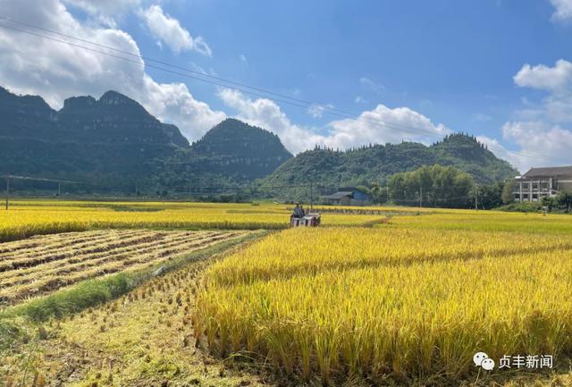 Zhenfeng Yanyu Village: 1,600 mu of rice harvested by artificial ...