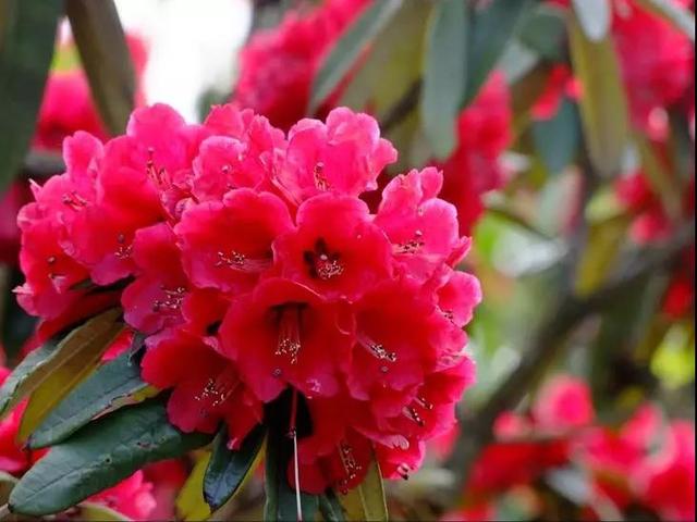 The natural rhododendron of Tiantai Mountain, a big waterfall in ...