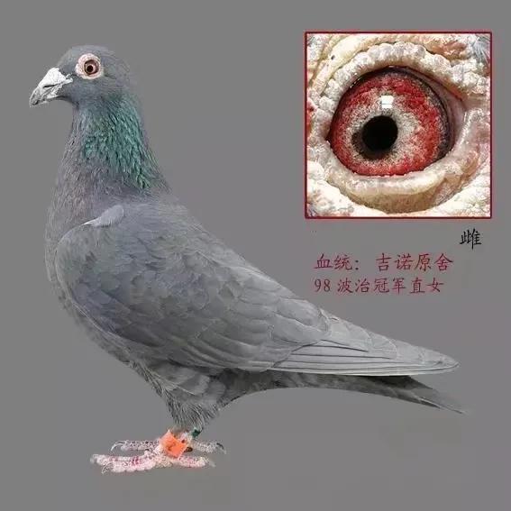 Uncover the Iron Pigeon's Secret - iNEWS