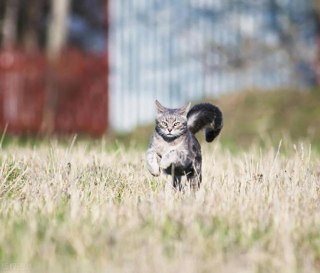 After raising cats for a long time, I realized that there are these ...