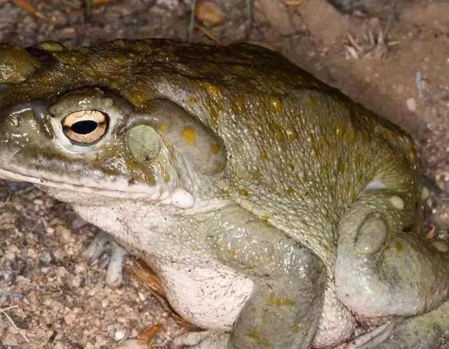 Have you ever seen someone addicted to toad licking, why do these ...