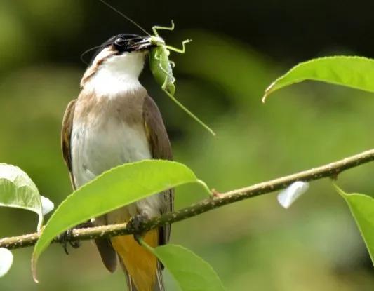 Yellow-billed Bulbul's Breakfast - iNEWS