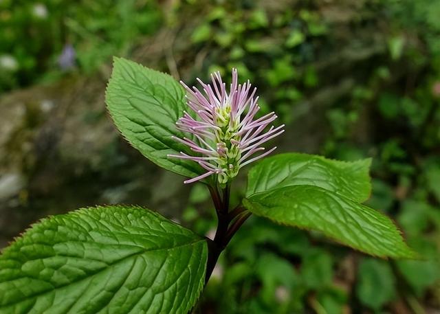 A new plant species discovered in Huangpi, Wuhan - iNEWS