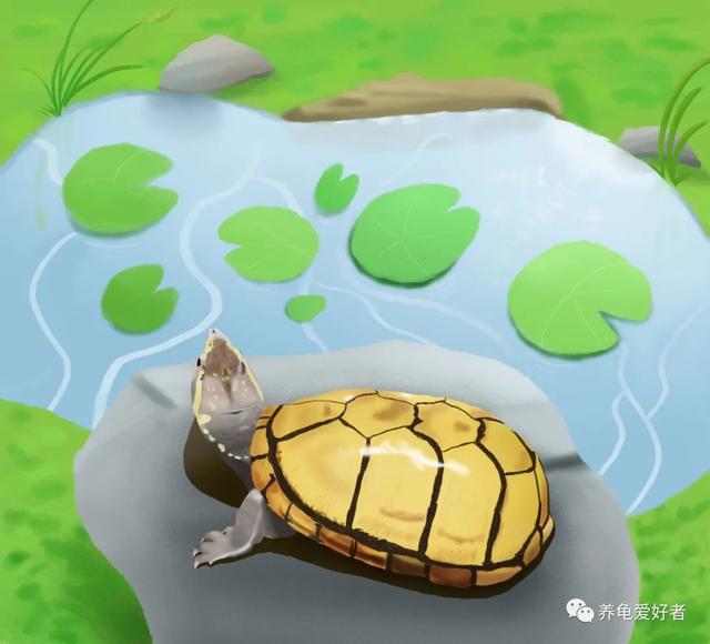 Can you really wait for the best time to raise turtles? - iNEWS