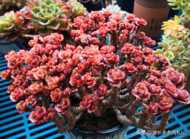 Let the succulent burst into the side buds, which is better?Experienced ...