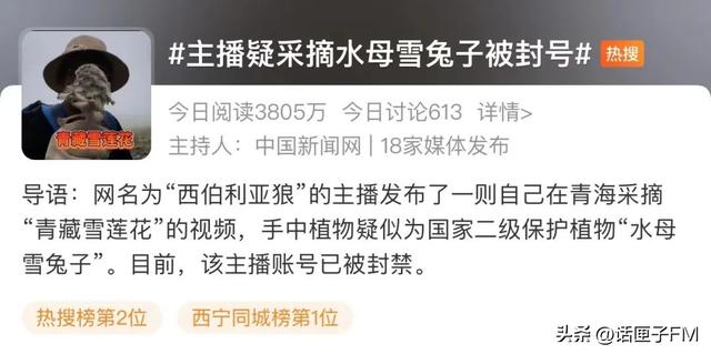 Picking the endangered plant "jellyfish snow rabbit", another anchor ...